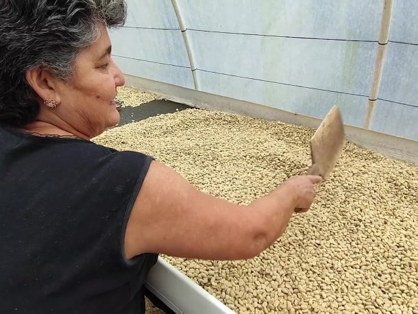 Resilient beans – Red Cross Red Crescent
